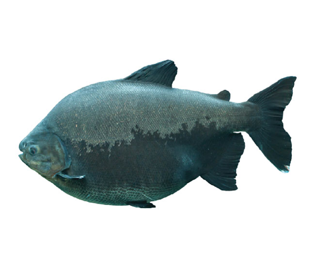 Black Pacu | Woodbridge Aquarium & Wildlife Center