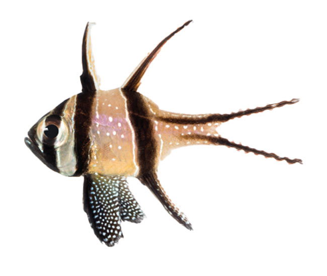 Bangaii Cardinalfish | Woodbridge Aquarium & Wildlife Center