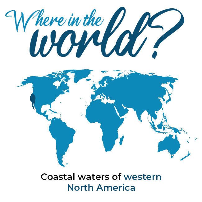 Bat Ray | Woodbridge Aquarium & Wildlife Center