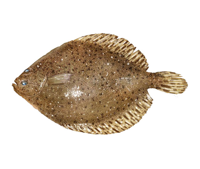 Flounder | Woodbridge Aquarium & Wildlife Center