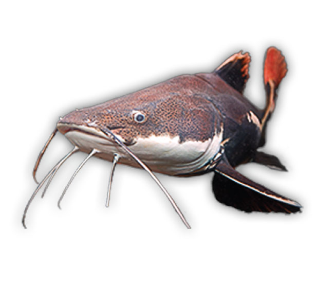 Red-tailed Catfish | Woodbridge Aquarium & Wildlife Center