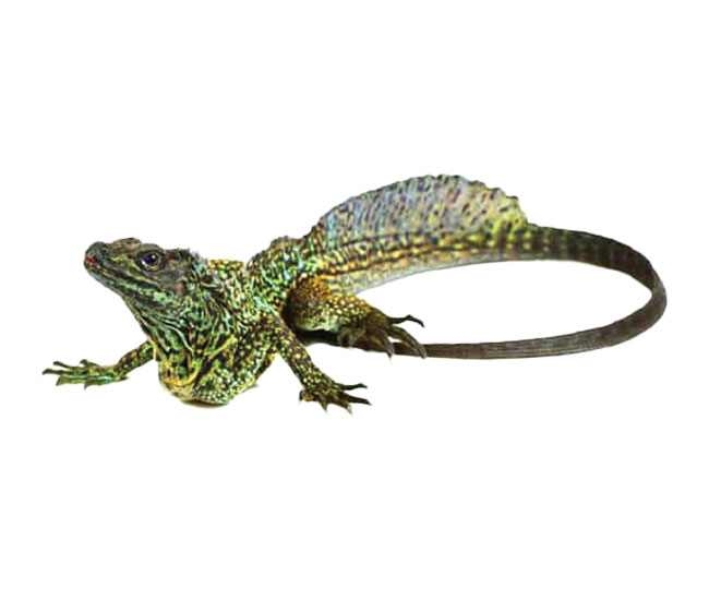 Sailfin Lizard | Woodbridge Aquarium & Wildlife Center