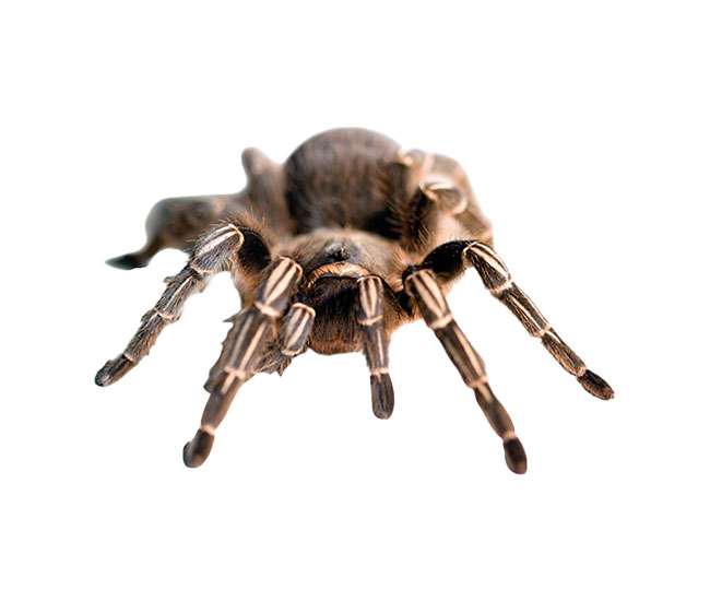 Zebra Tarantula | Woodbridge Aquarium & Wildlife Center